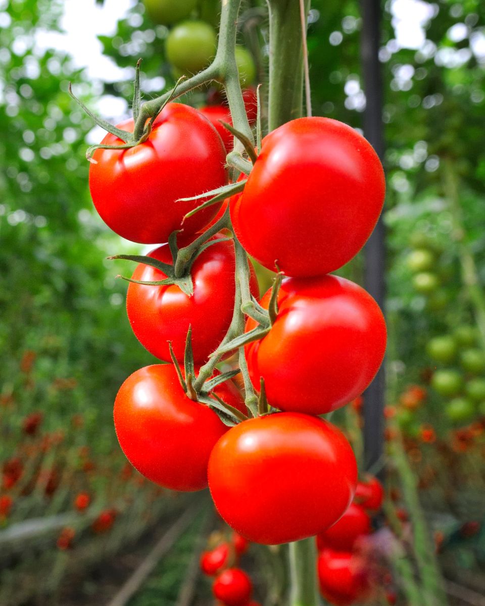 11 Best Vegetables For Vertical Garden