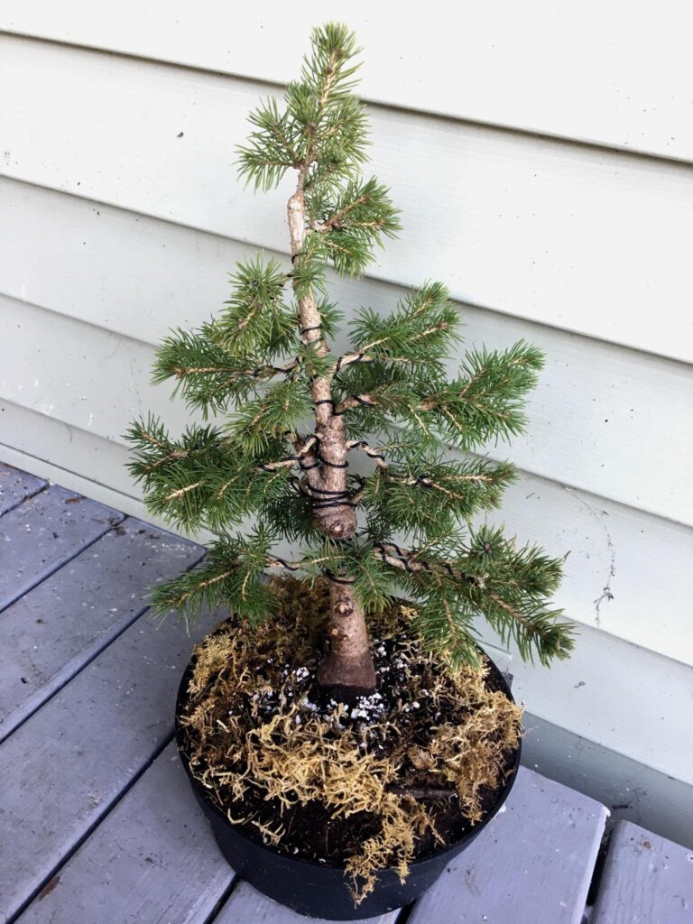 7 Best Trees For Pots