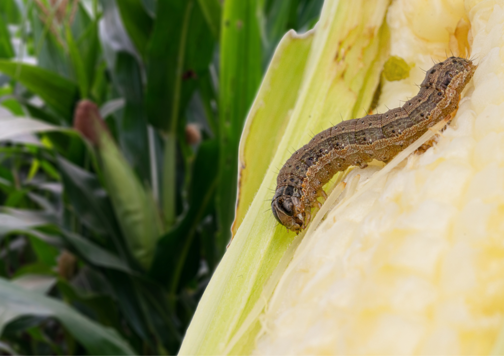 If you spot fall armyworms in your yard, this is a foolproof way to ...