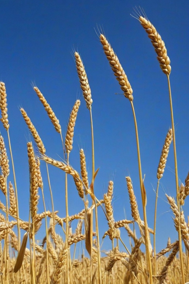 7 Tactics To Grow Wheat