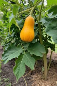 8 Tactics To Grow Butter Nut Squash