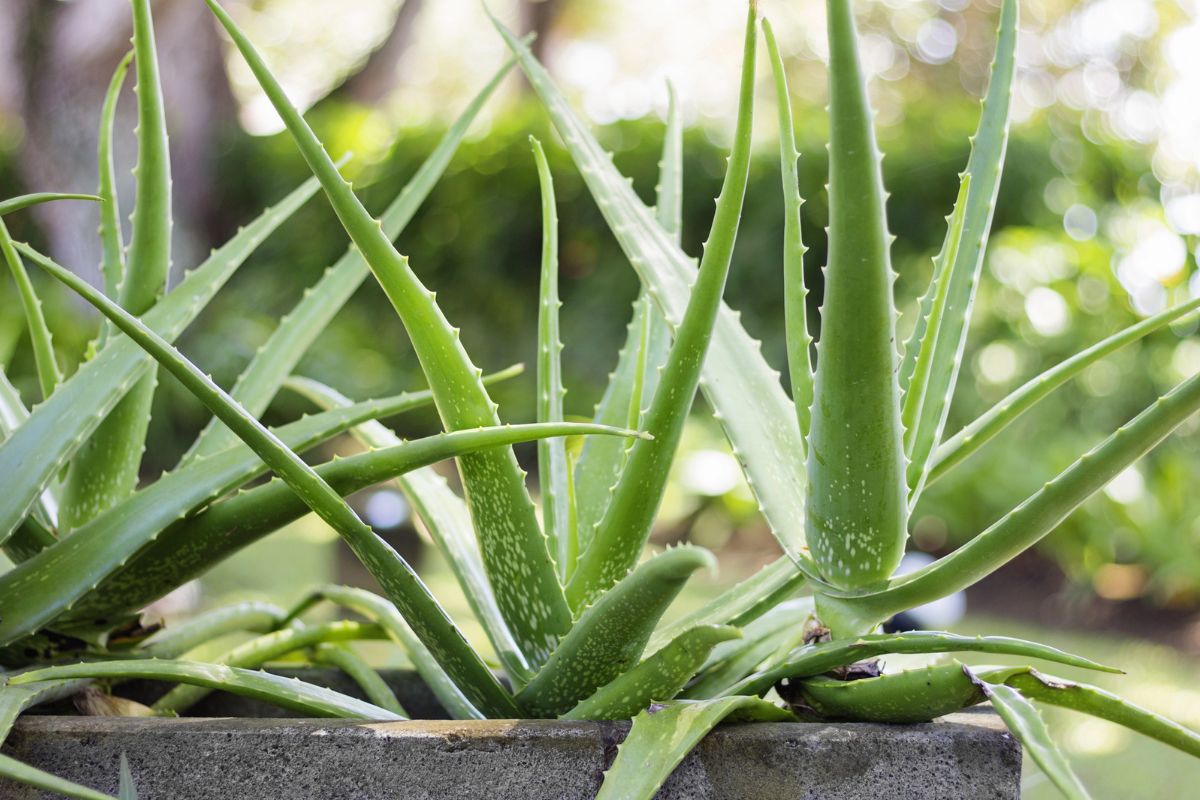 Get Your Aloe Vera Growing Upright with These Simple Tips