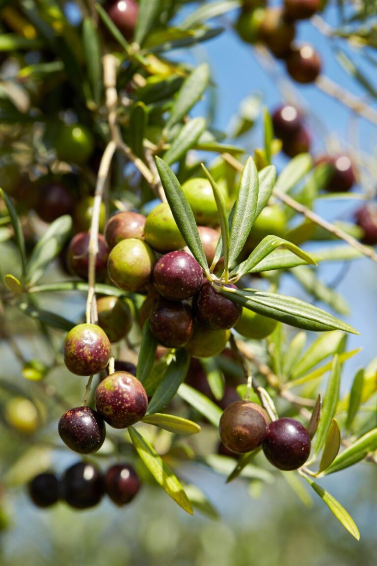 9 Tactics To Grow Olive Tree From Seed