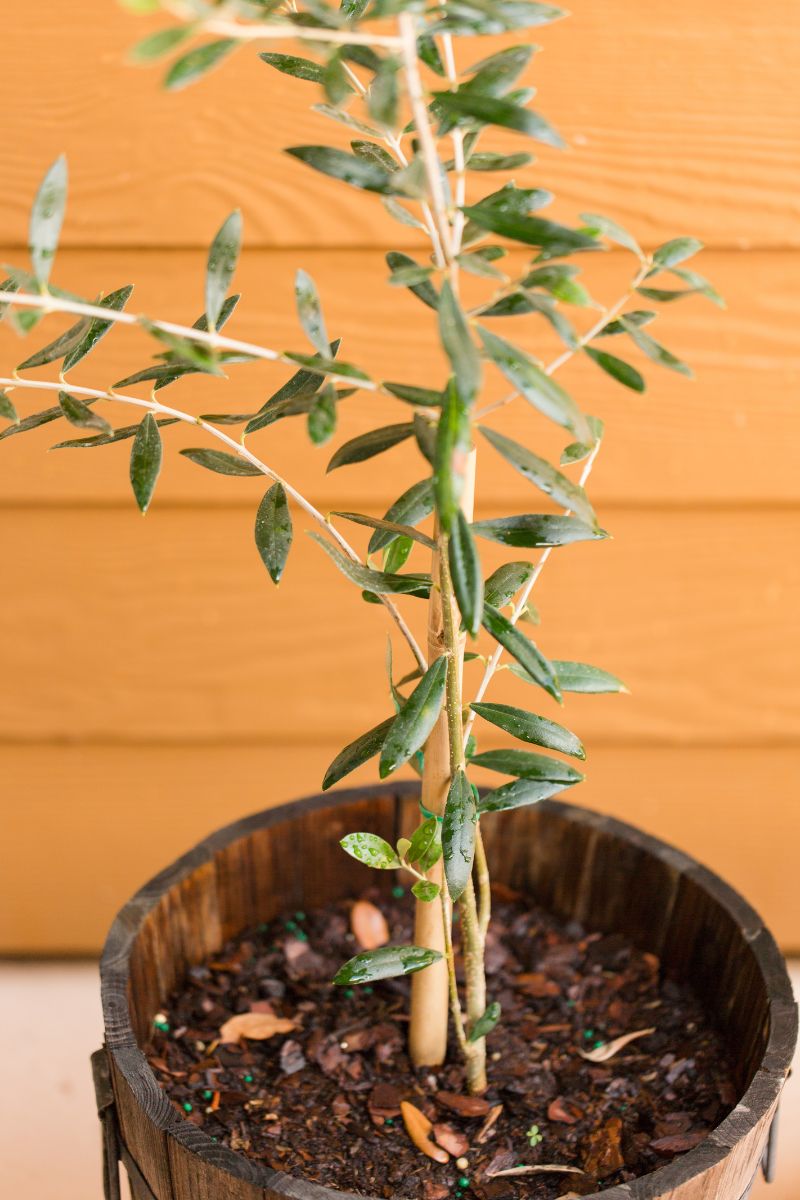 9 Tactics To Grow Olive Tree From Seed