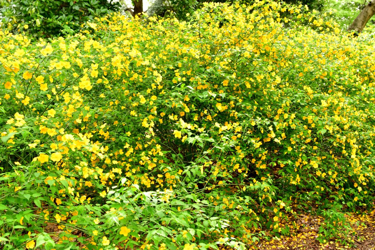 10 Beautiful Flowering Shrubs That Thrive in Shady Areas