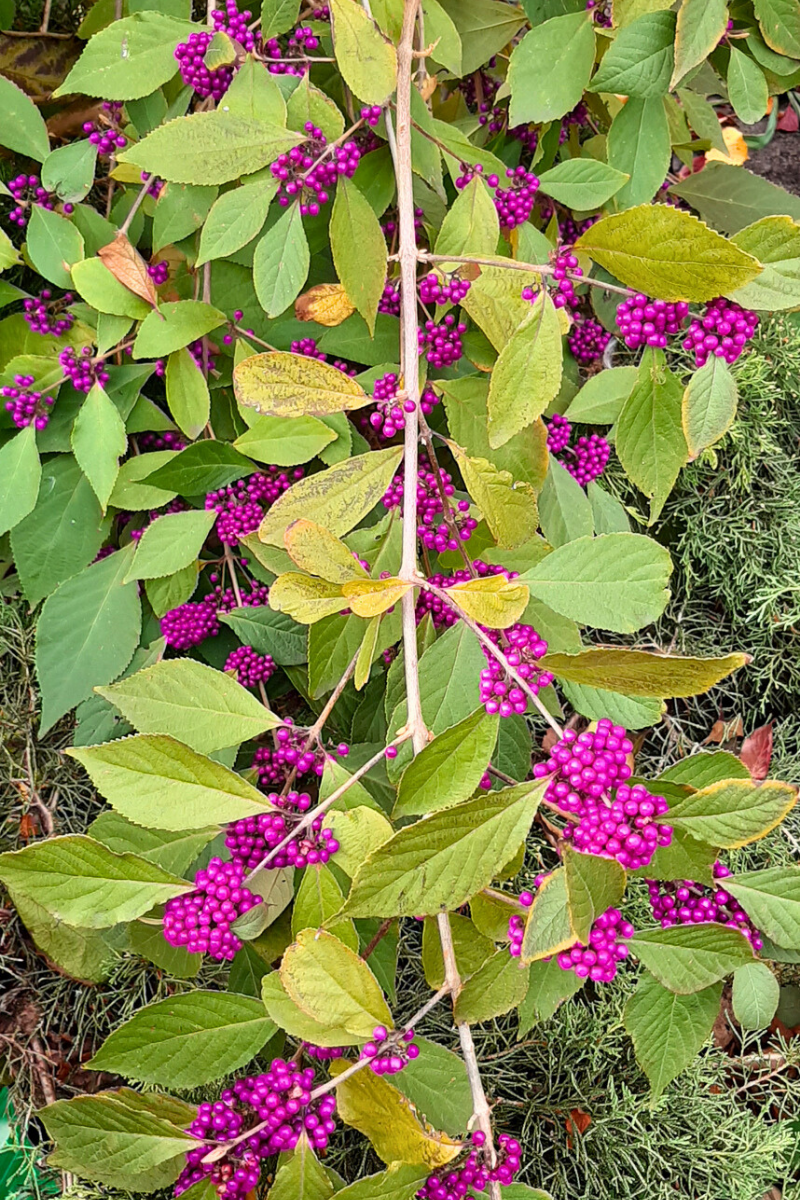 8 Reasons to Grow Beautyberry In Your Backyard