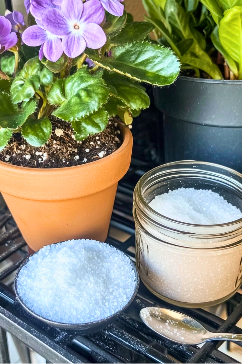 The Right Way to Fertilize Your African Violets with Epsom Salt