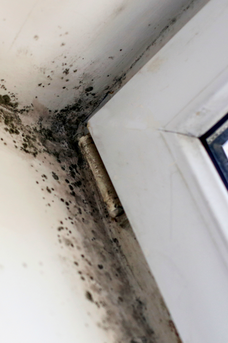 The Right Way to Eliminate Mold in Just 5 Minutes With No Effort