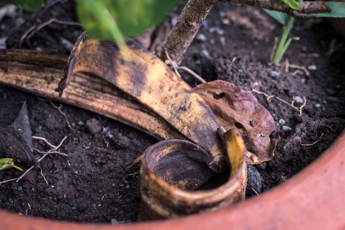 Hang an Overripe Banana in Your Garden For This Amazing Effect