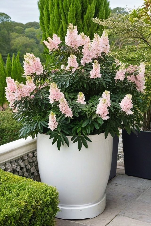 13 Best Flowering Shrubs For Pots And Containers