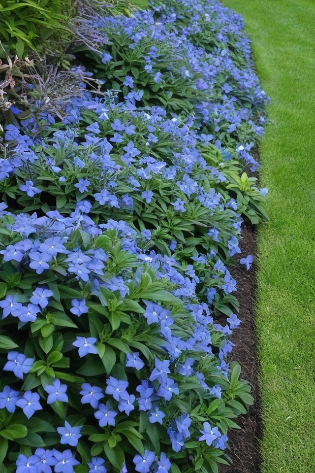 10 Fast Growing Ground Cover Plants