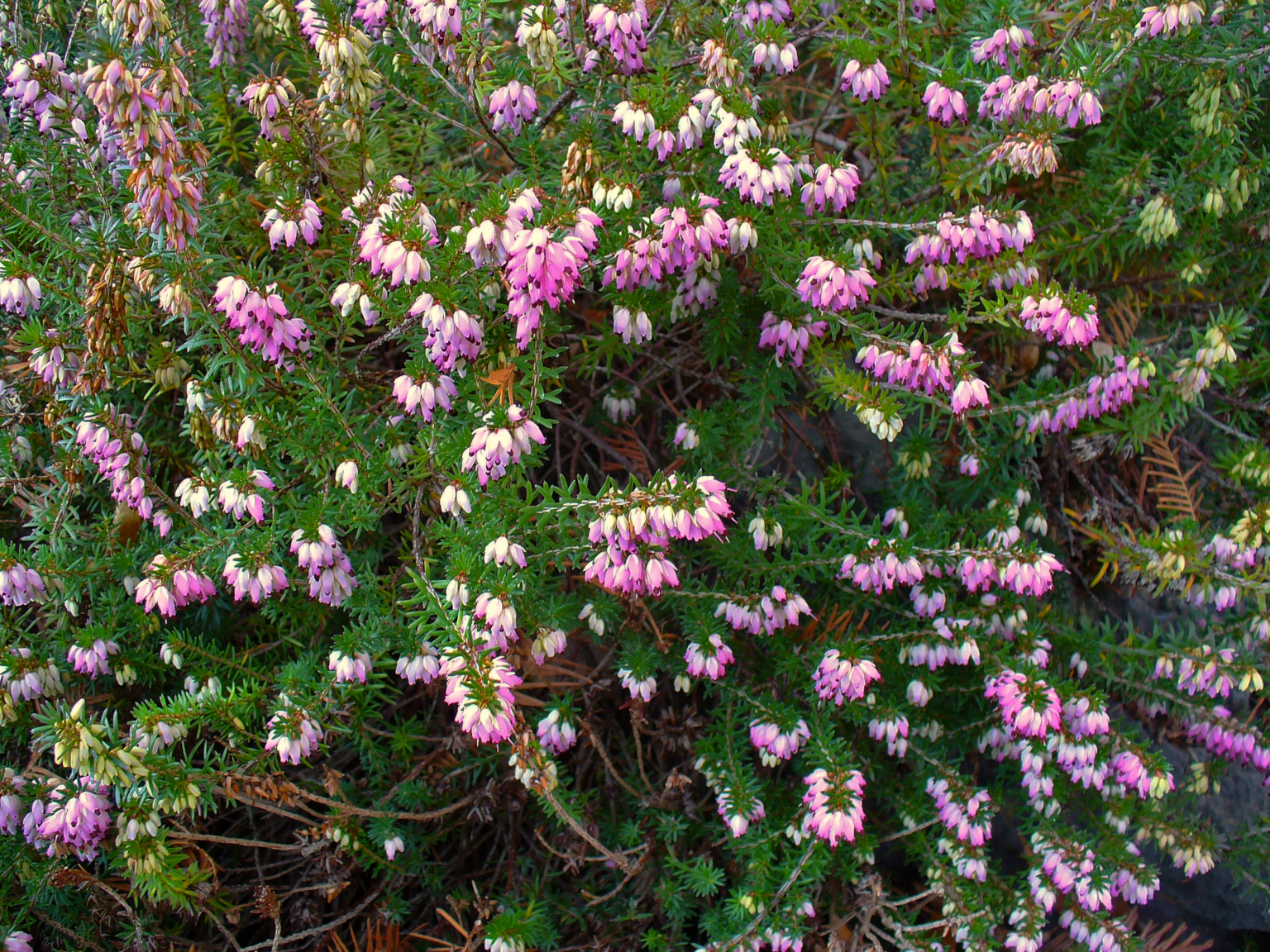 Top 10 Small Flowering Shrubs with the Most Beautiful Blooms