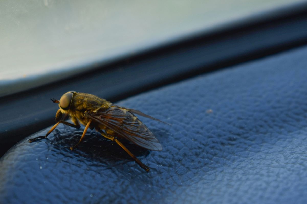 Put a ginger in your car for this potentially life-saving effect