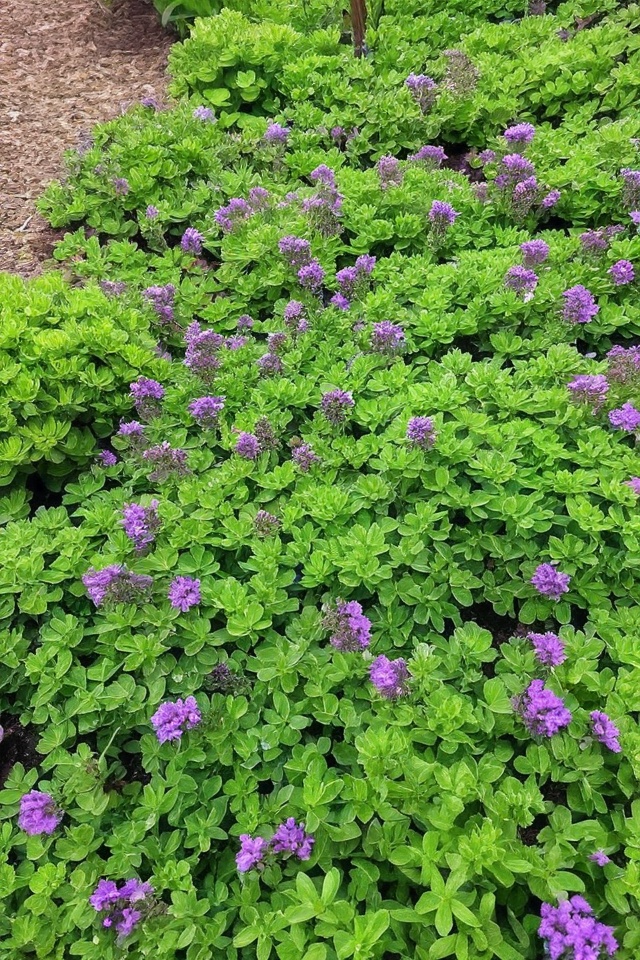 10 Pet Friendly Ground Cover Plants Safe For Dogs And Cats