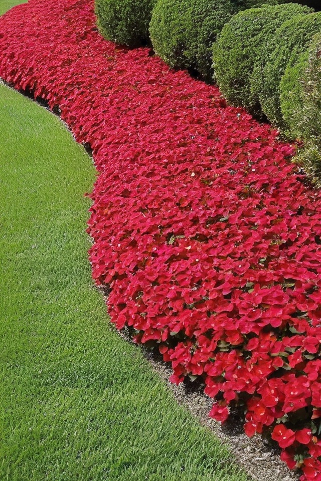 7 Red Ground Cover Plants
