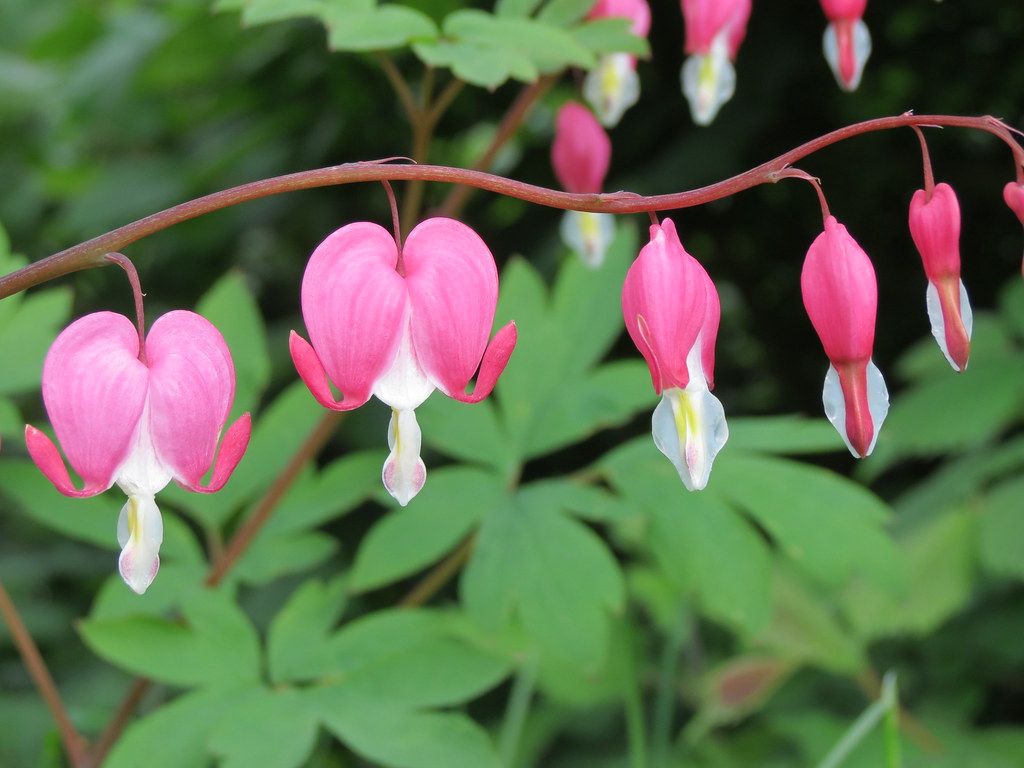 12 Shade-Loving Flowers to Grow in Shaded Areas