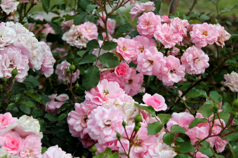 10 Best Roses For Beginners