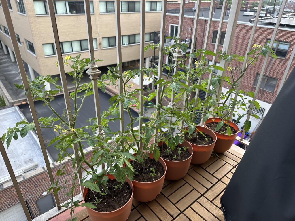 11 Best Vegetables To Grow On Balcony