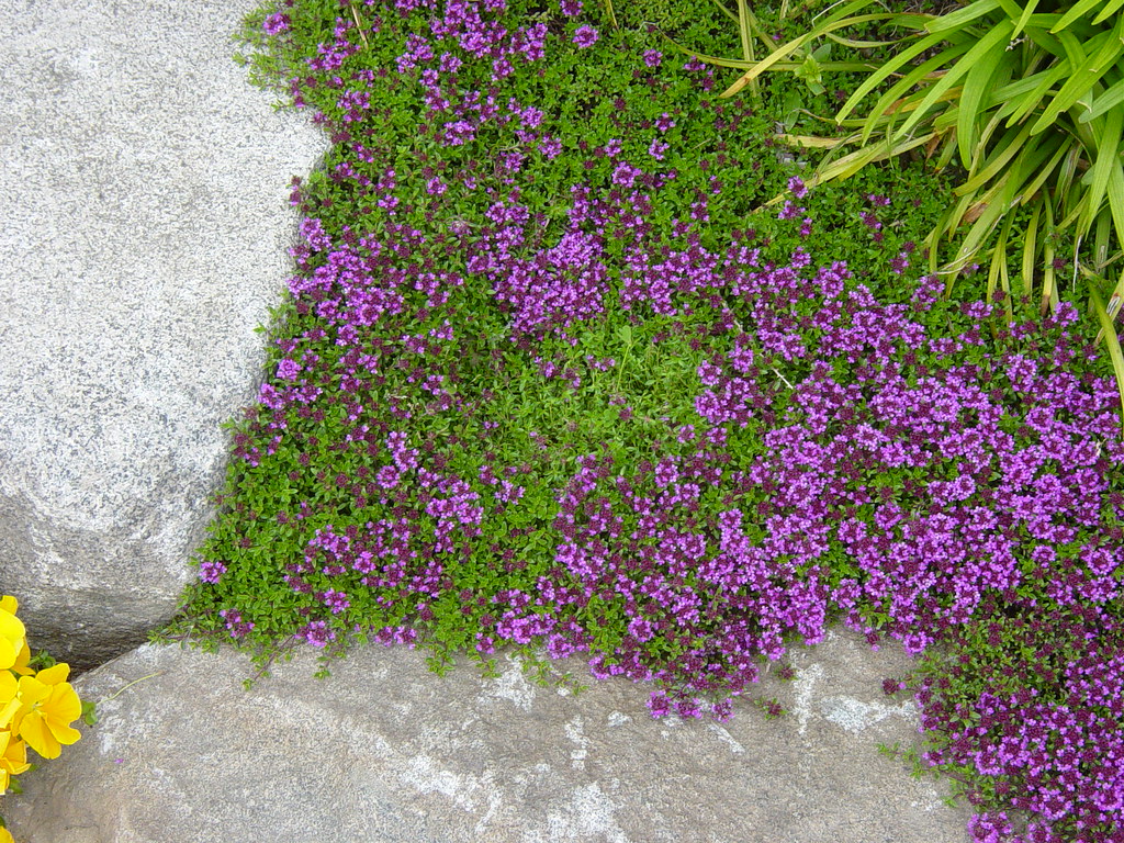 12 Fantastic Shrubs For A Retaining Wall Garden