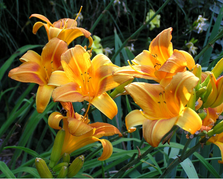 10 Unique Flowers That Thrive Around Swimming Pools