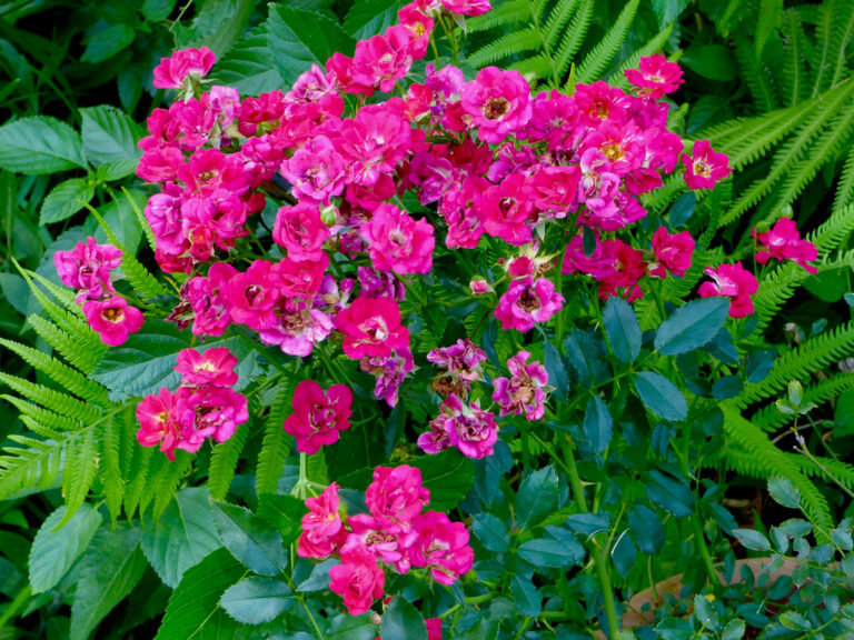 10 Best Roses For Beginners