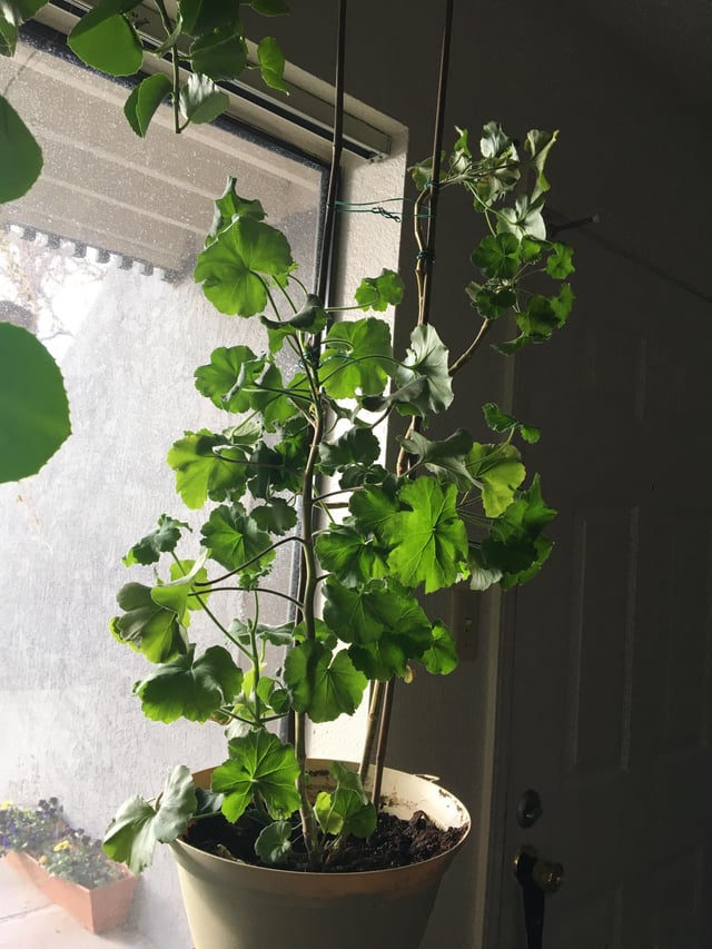 10 Best Flowers For The Kitchen