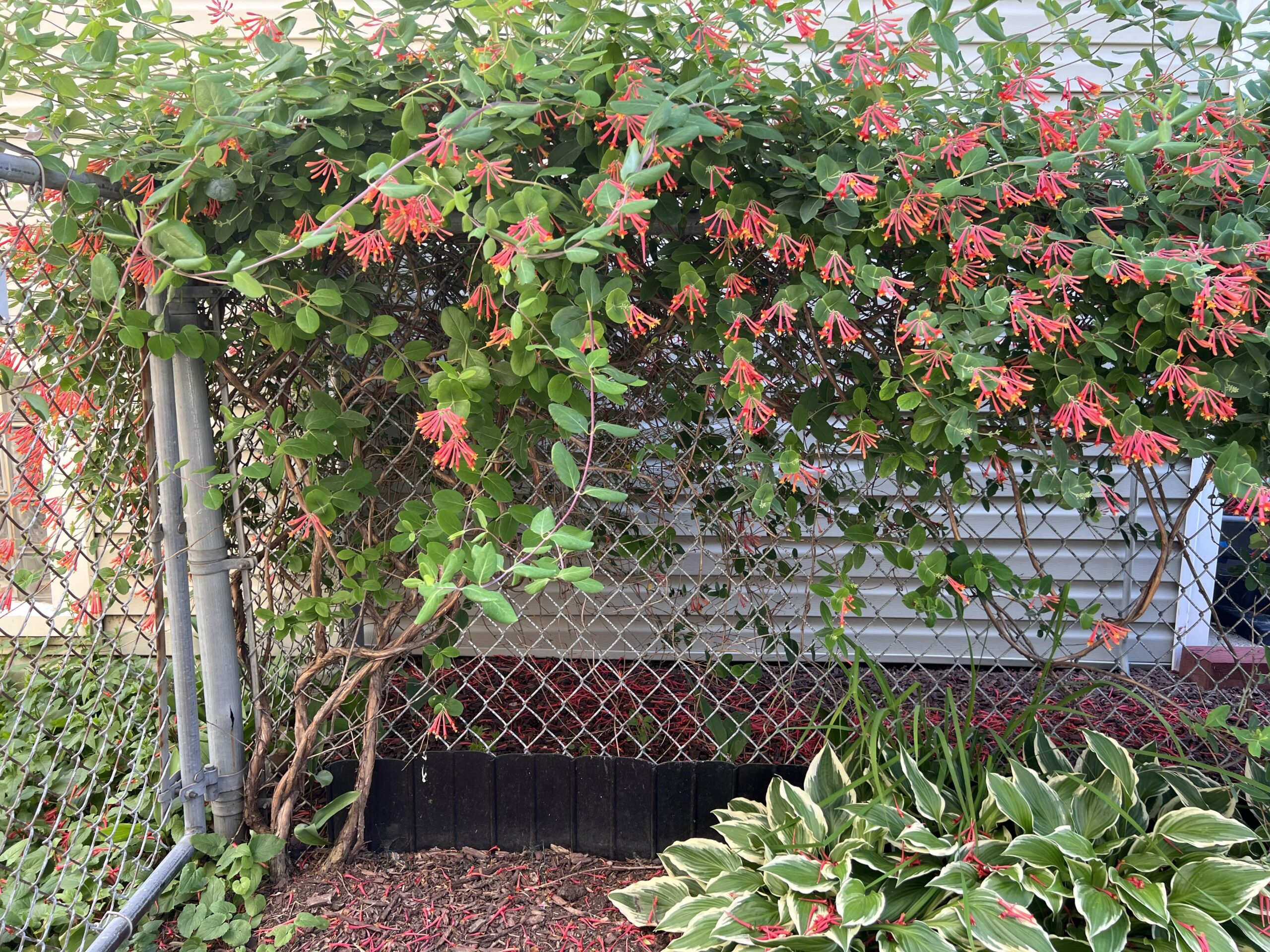 10 Best Plants Along Fence