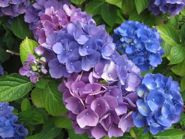 16 Best Flowers For Michigan