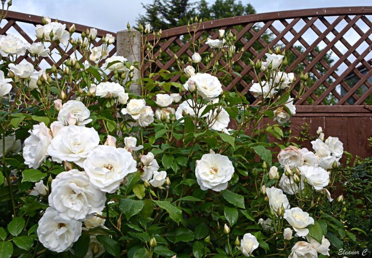 10 Best Roses For Beginners