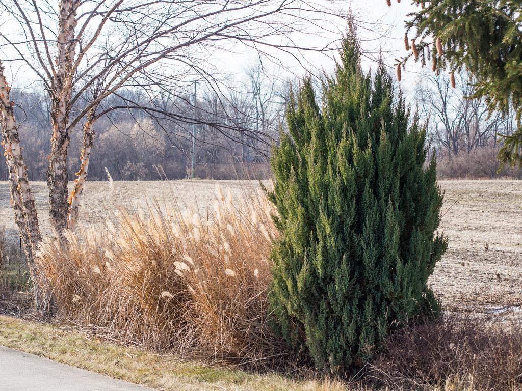 12 Fantastic Shrubs For A Retaining Wall Garden