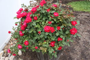 Foolproof Guide: Growing Knockout Roses From Cuttings with 7 Steps