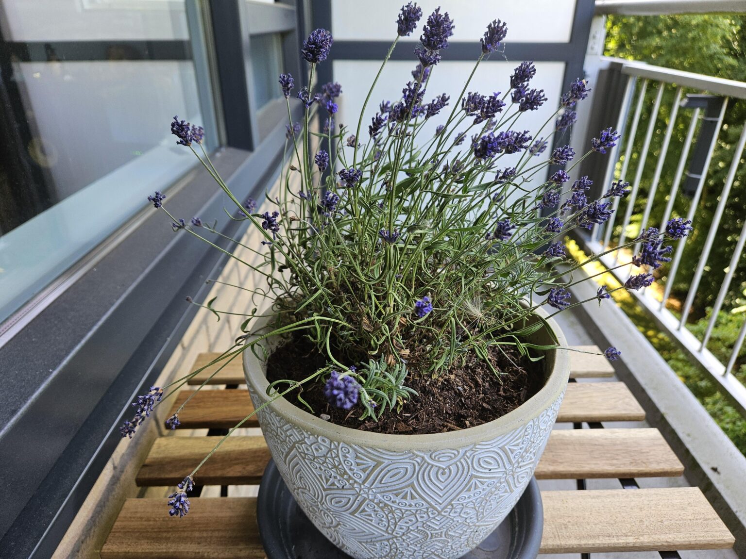 9 Surprising Benefits of a Lavender Border and How to Grow It ...