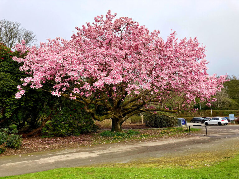 8 Best Trees To Line Property