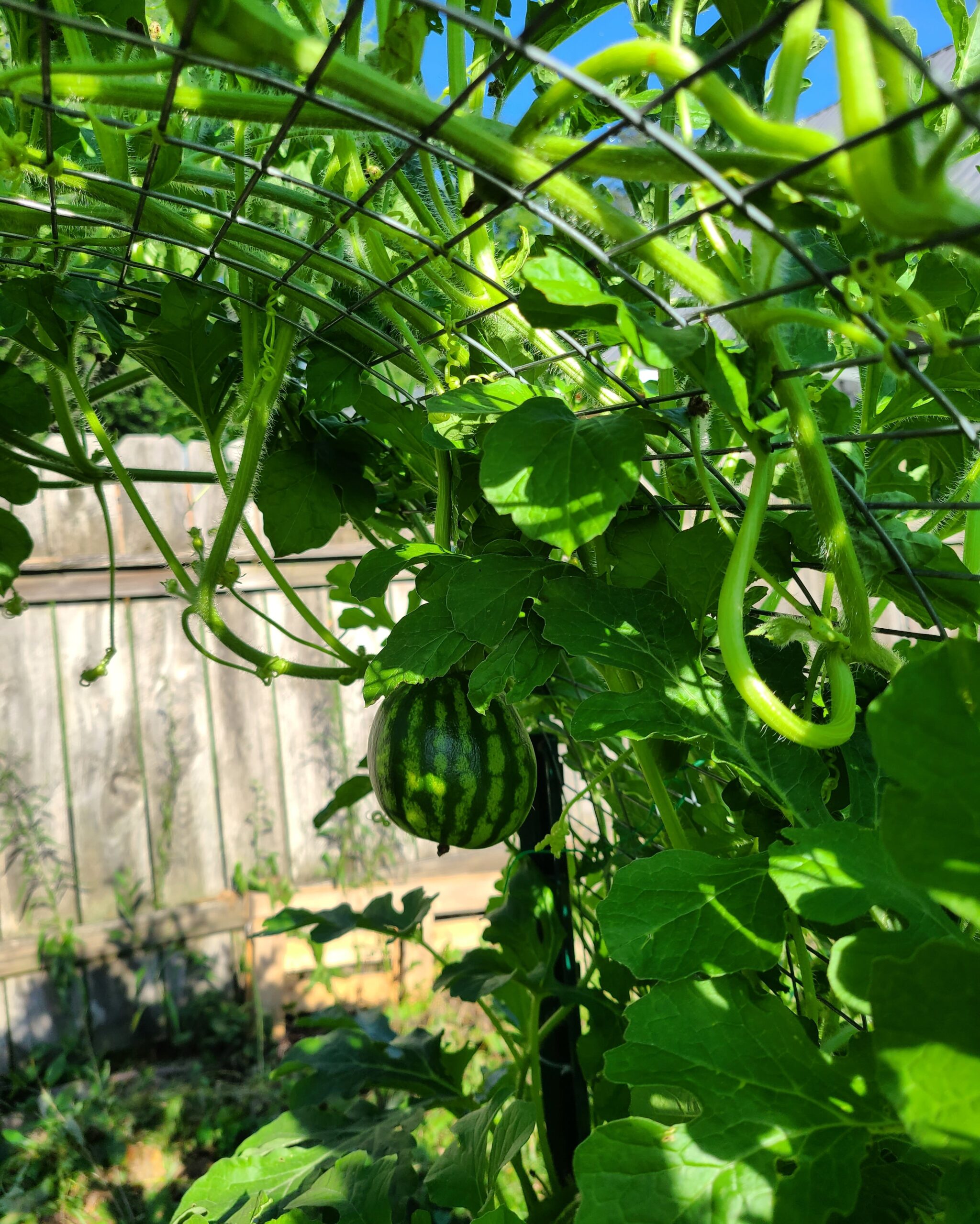 10 Best Vegetables For Trellis
