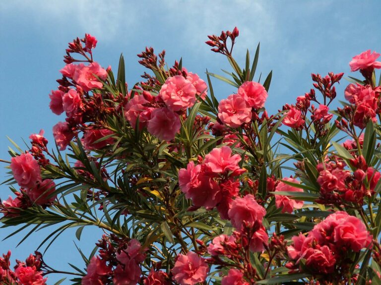 10 Best Shrubs For Full Sun And Heat