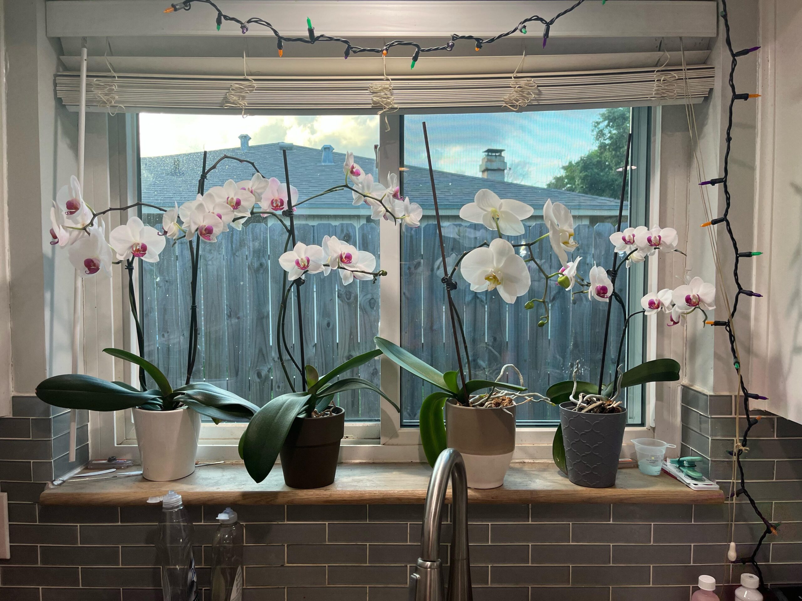 10 Best Flowers For The Kitchen