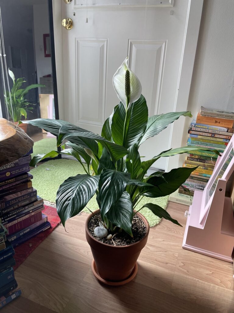 21 Trader Joe's Plants That Offer Incredible Value for Money