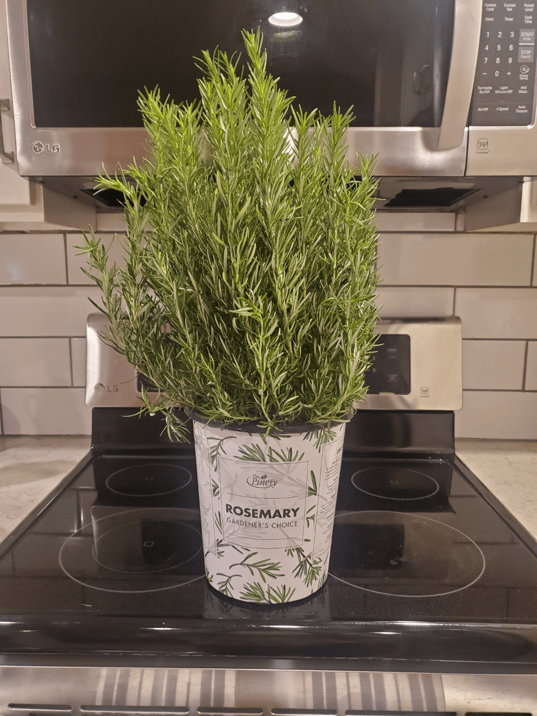 10 Best Flowers For The Kitchen