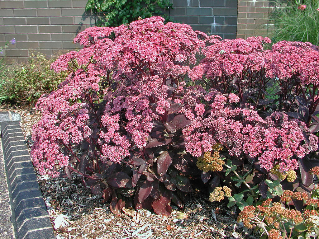 10 Hardy Flowers Perfect For a Rock Garden