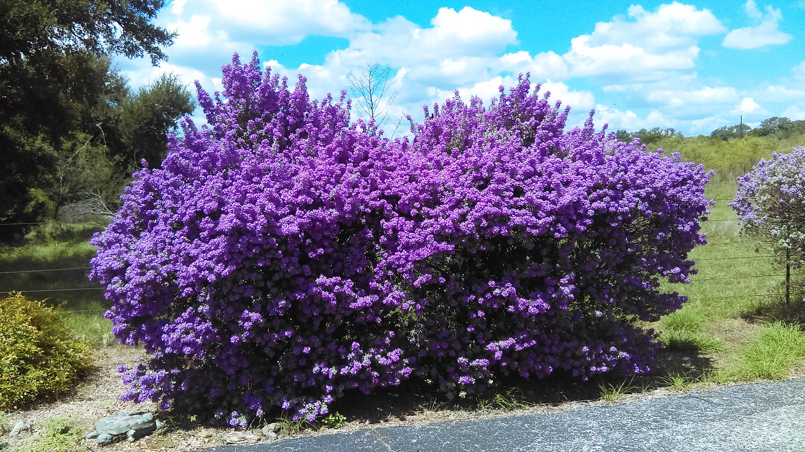 10 Heat-Tolerant Shrubs That Thrive in Texas Landscapes