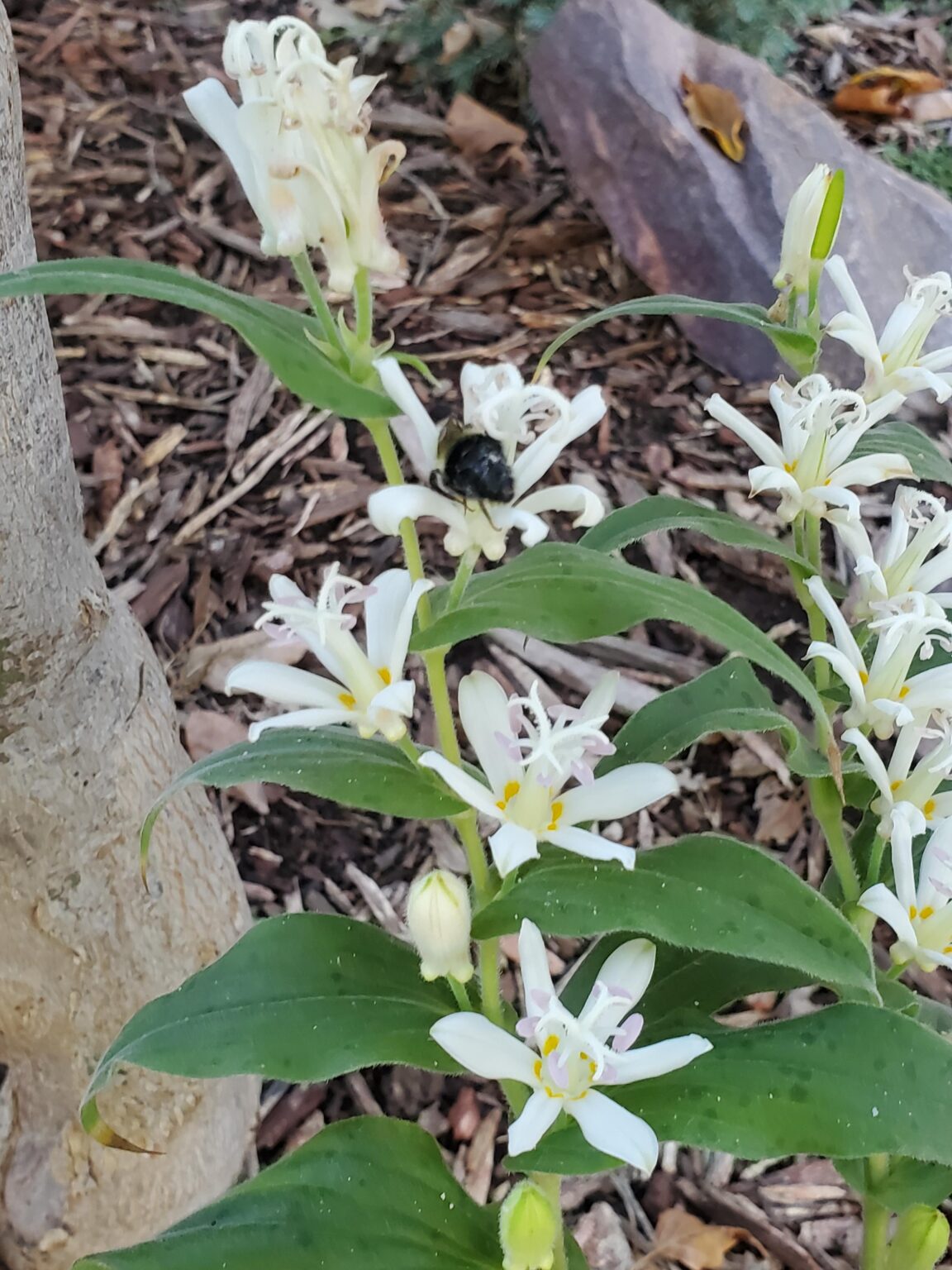 8 Great Flowers That Grow Well on the North Side of a House