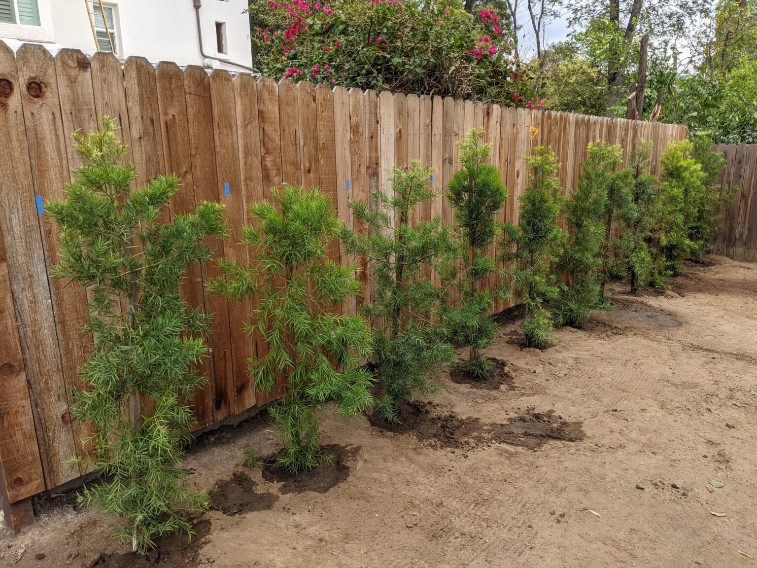 If You Want to Create an Authentic Japanese Garden, You Should Plant ...