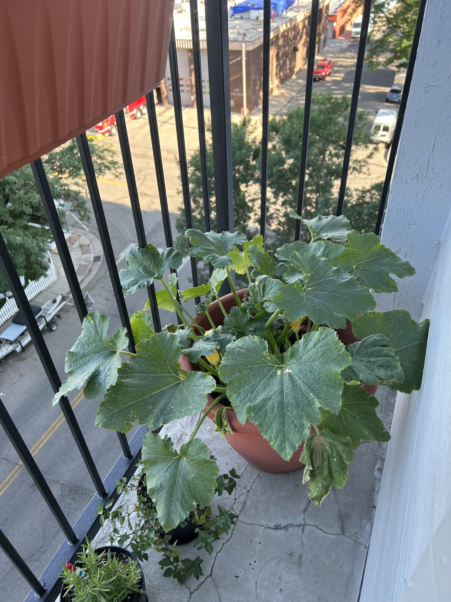12 Foolproof Vegetables for Your Indoor Garden