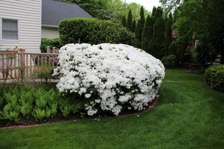 18 Foundation Plants That Make Your Yard Look Professionally Designed