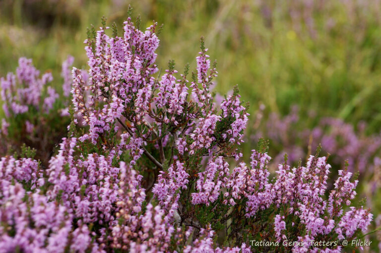 10 Hardy Shrubs Ideal for Rock Gardens