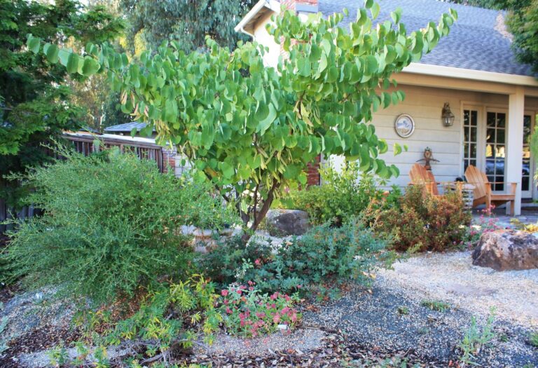 13 Space-Saving Trees Perfect for Small Front Yards