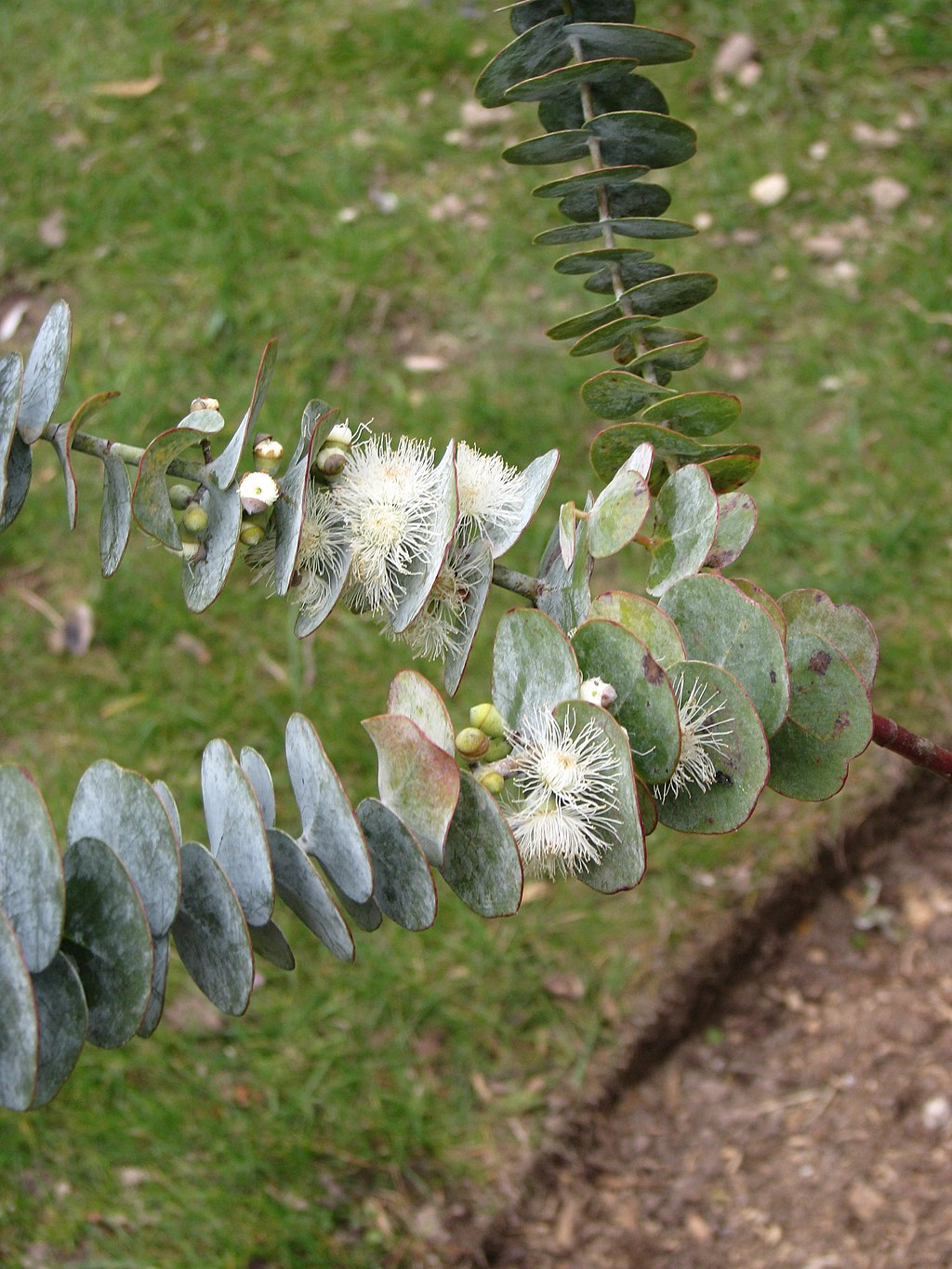 21 Powerhouse Plants That Naturally Repel Bugs Better Than Store-Bought ...