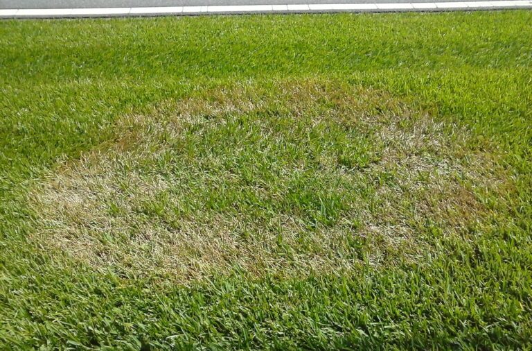 The 10 Reasons Your Lawn Has Brown Patches (And Exactly How to Fix Each ...