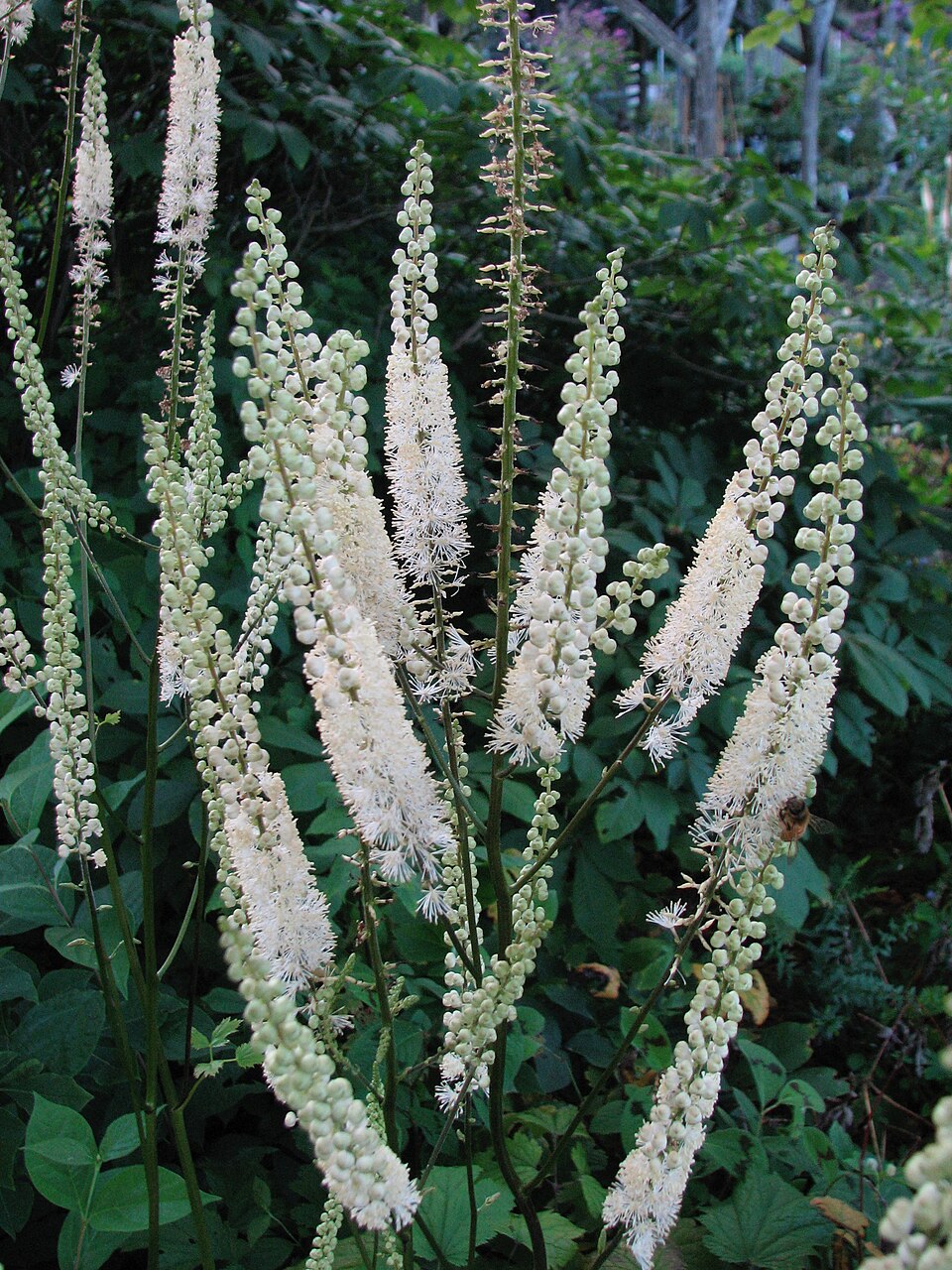 23 Tall Perennials for Garden Impact and Year-Round Interest
