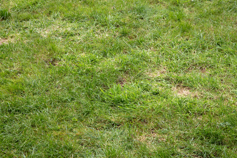 How to Level a Bumpy Lawn Without the Use of Heavy Equipment